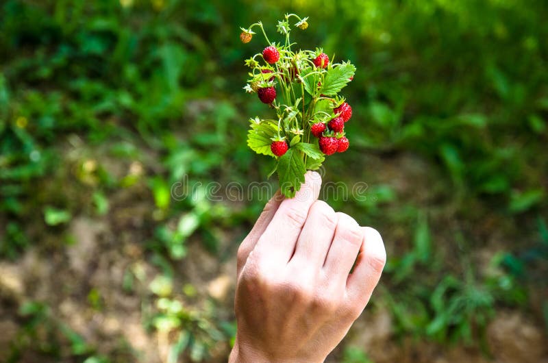 Red wild strawberry bunch stock photo. Image of wild - 55778868