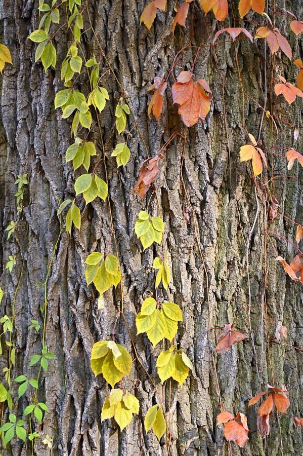 Red Wild Vine Leaves on Tree Trunk Stock Photo - Image of growth ...