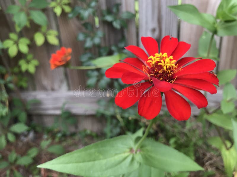 Red Wildflower stock photo. Image of wildflower, gardening - 144333326