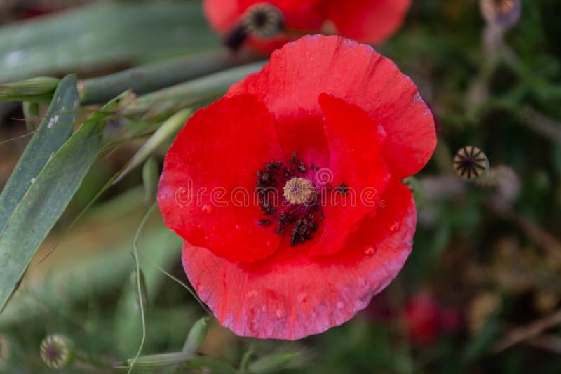 Red Wildflower Called Poppy Seen in a Top-down View Stock Photo - Image ...