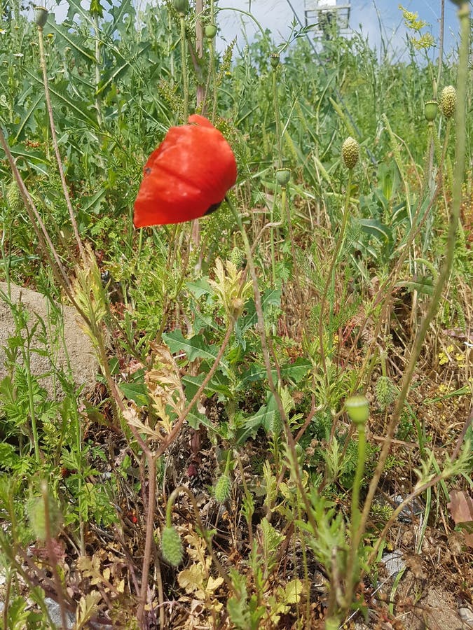 Red Wildflower on the Grass Stock Image - Image of produce, nature ...