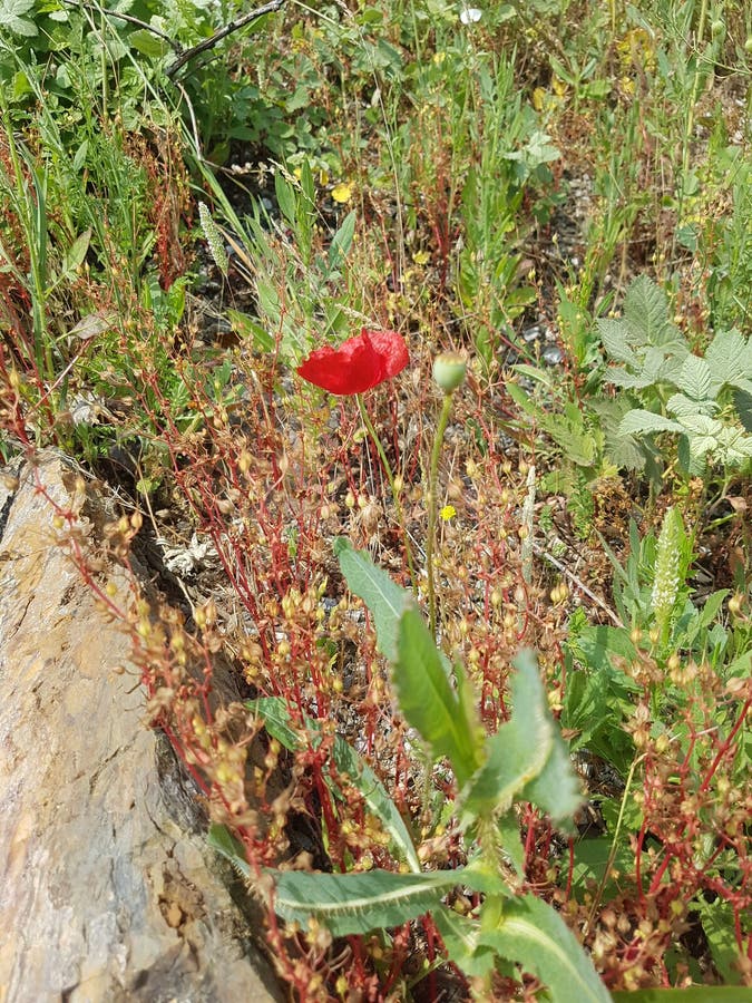 Red Wildflower on the Grass Stock Photo - Image of outdoor, field ...