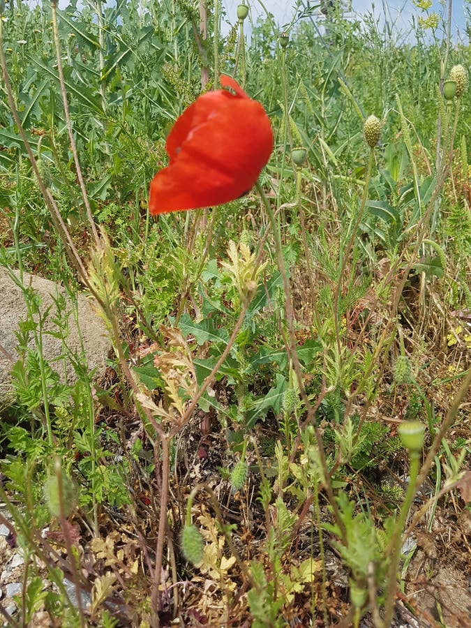 Red Wildflower on the Grass Stock Image - Image of wildflower, herb ...