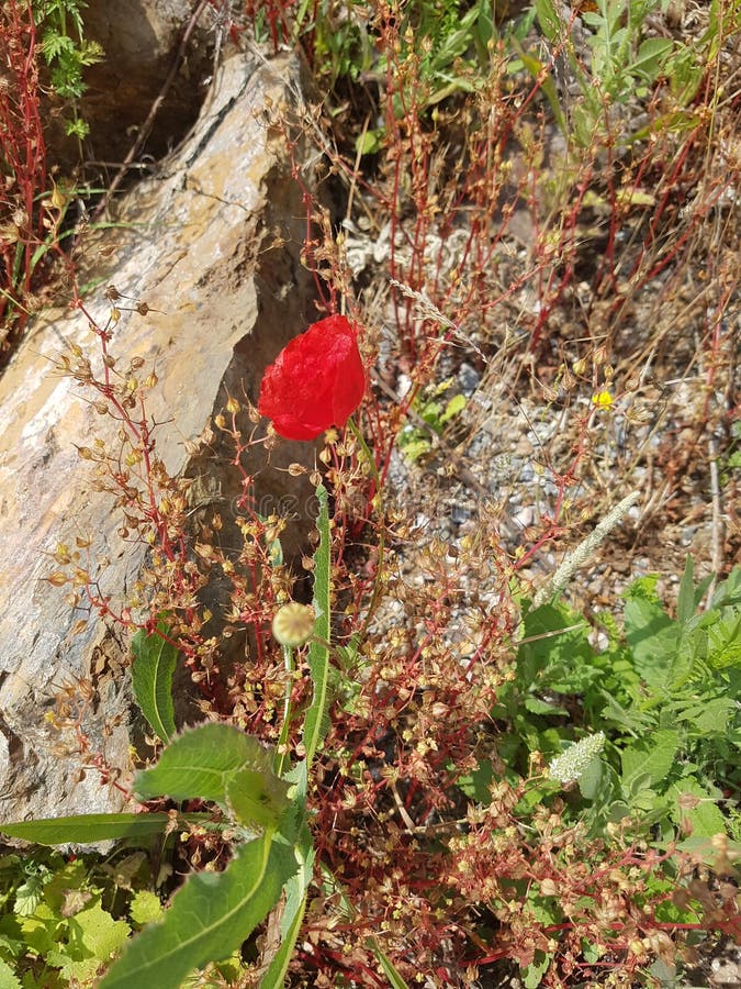 Red Wildflower on the Ground Stock Image - Image of forest, plant ...