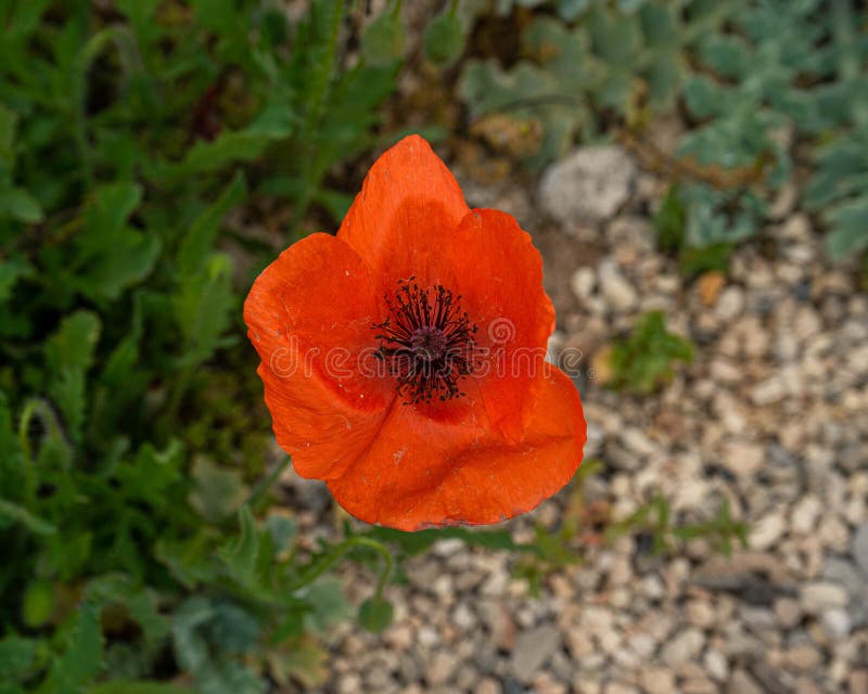 A Red Wildflower that Has Grown in the Natural Vegetation Stock Photo ...