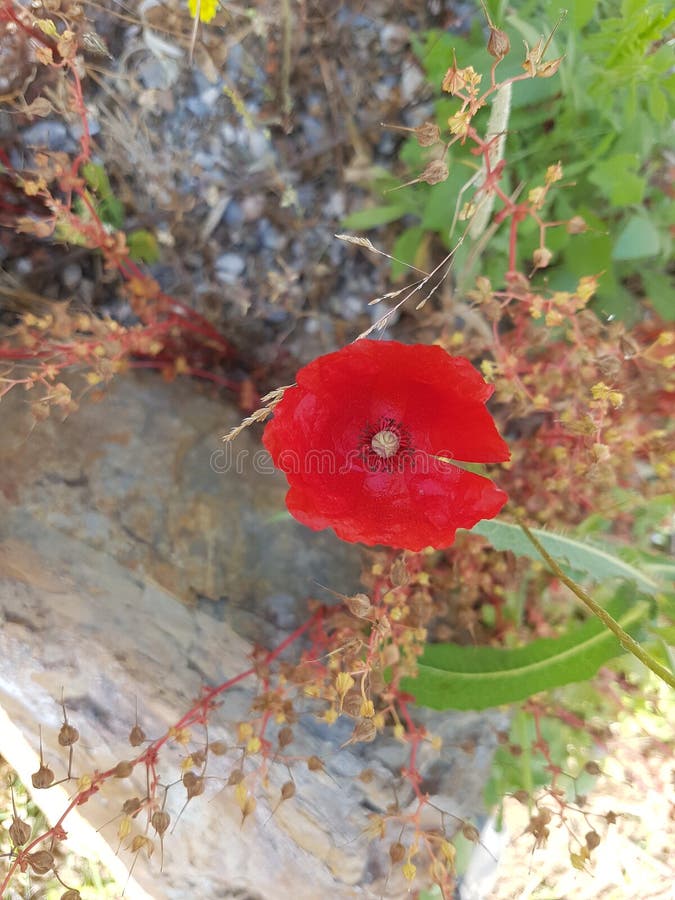 Red Wildflower on the Rocks Stock Image - Image of photograph, summer ...