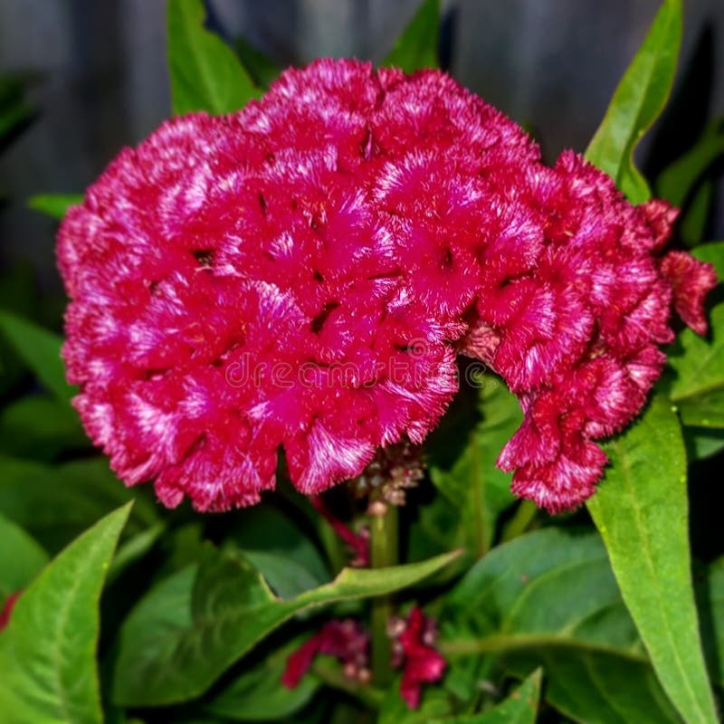 Wildflower Seeds Different Types Collection Closeup Stock Photo - Image ...