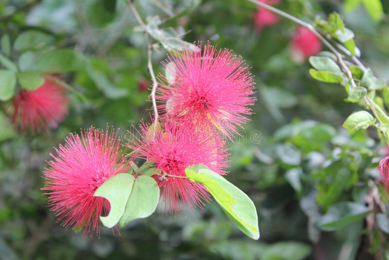 Red mimosa flower stock photo. Image of mimosa, beautiful - 2696444