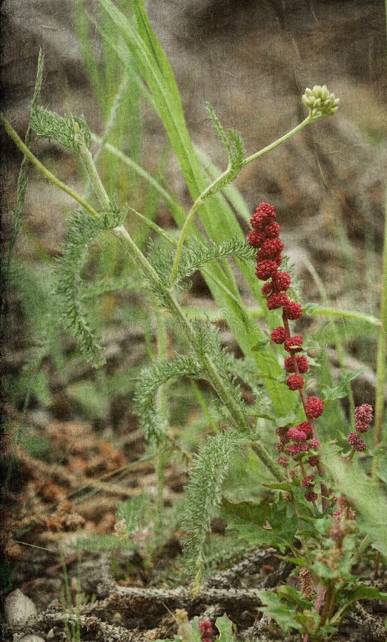 Red wildflowers stock photo. Image of flowering, details - 32468930