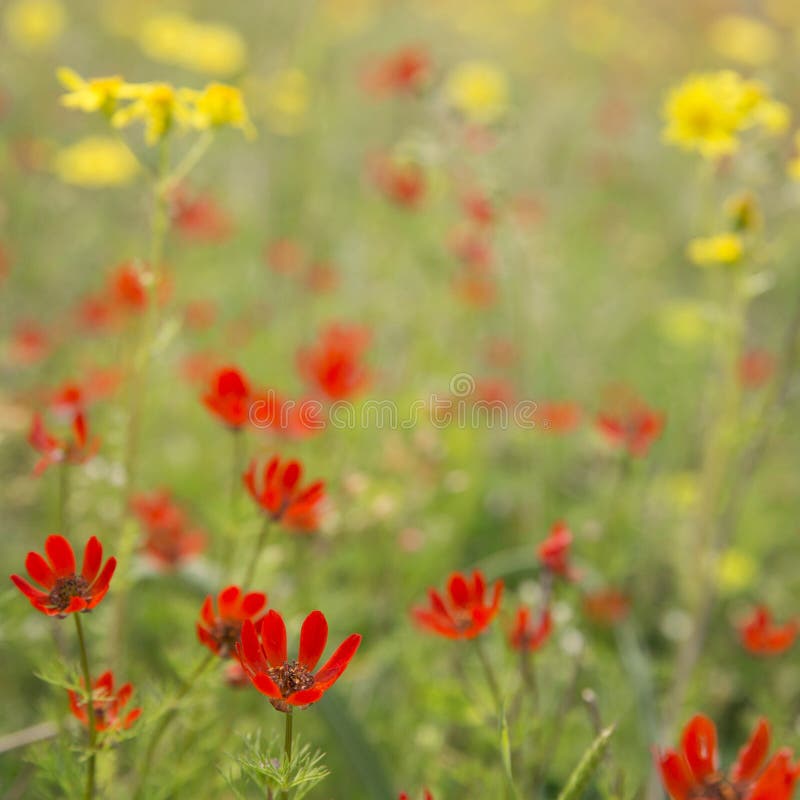 Red wildflowers stock photo. Image of natural, bunch - 40311996