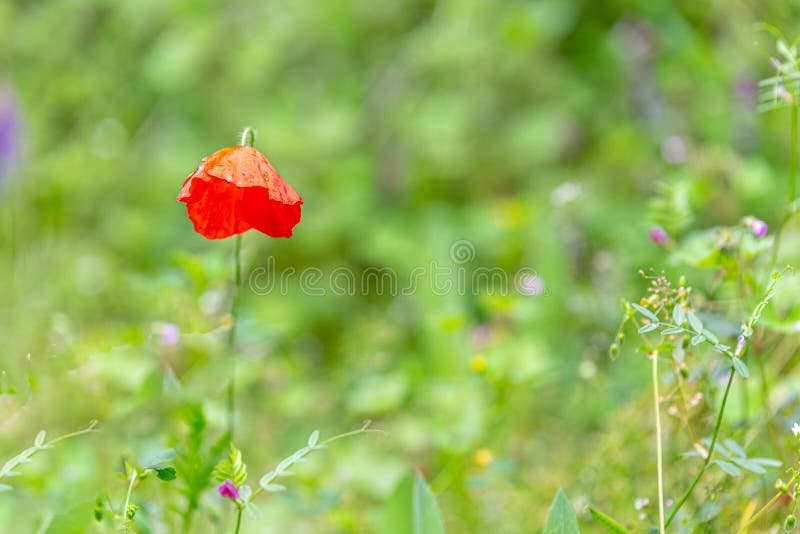 The red wildflowers stock image. Image of flower, season - 181395217