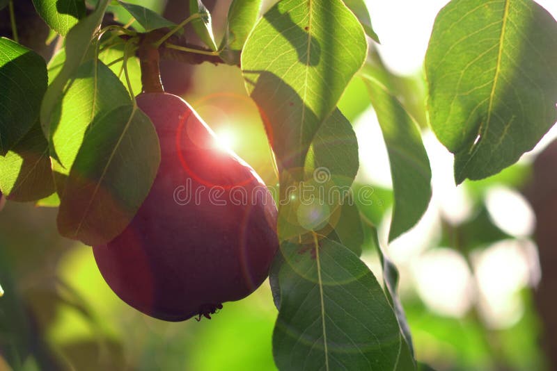 Red Williams Pear Tree stock image. Image of farmer - 214174043