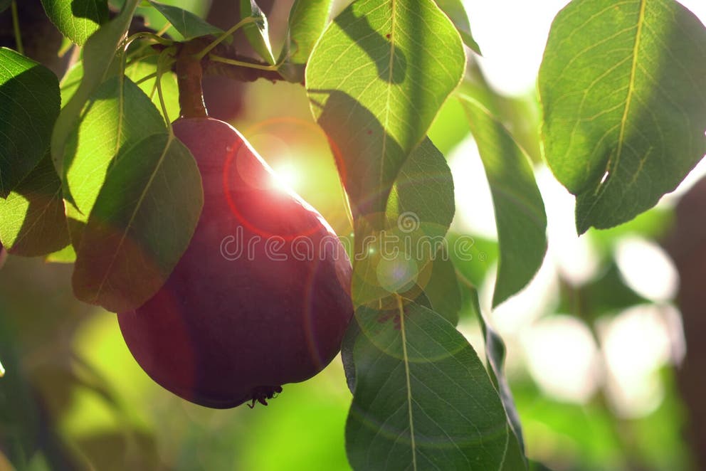 Red Williams Pear Tree stock image. Image of farmer - 214174043