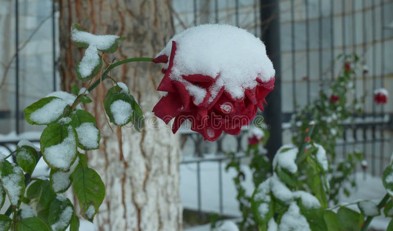 Rose under the snow stock photo. Image of frost, nature - 299834592