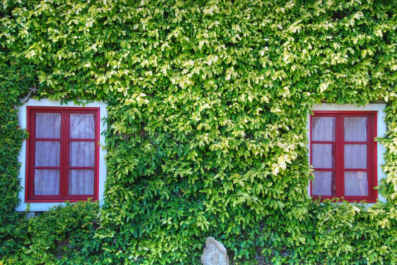 Red Windows in a Carpet of Green Leaves, Bolgheri Stock Image - Image ...