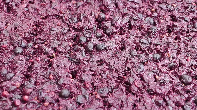 Red Wine in the Fermentation Process Concept - Making Red Wine at Home ...