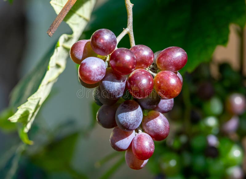 Red Wine Fruit in the Garden Stock Image - Image of freshness, alcohol ...