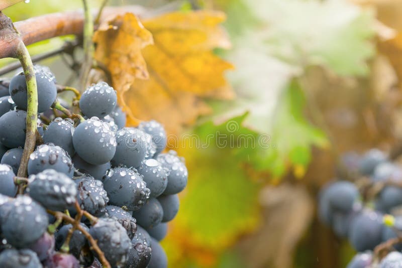 Red Wine Grape Bunch in Vineyard Covered with Rain Drops Stock Image ...