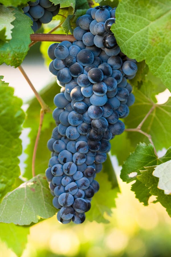 Red wine grape stock image. Image of vineyard, violet - 33633449