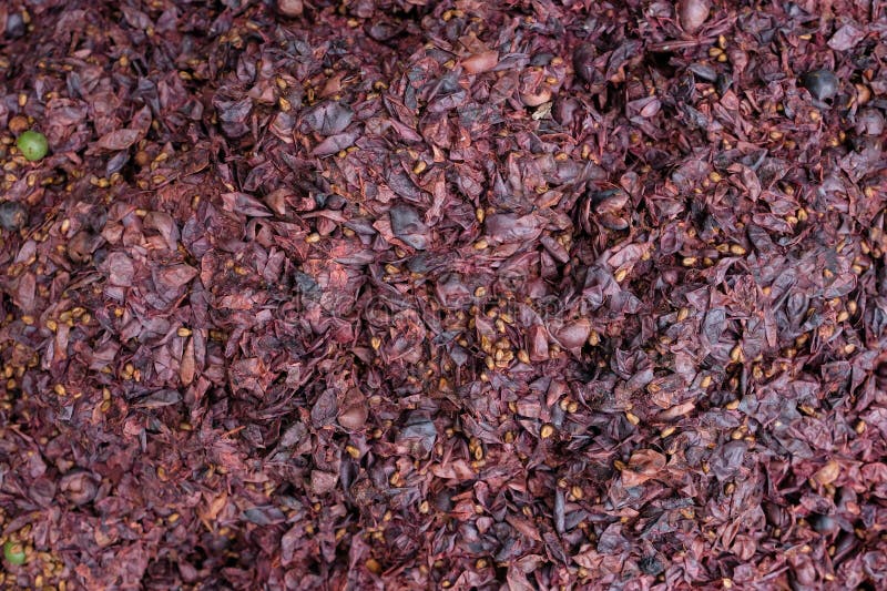 Red Wine Grape Pomace. Wine-making Process. Stock Photo - Image of ...