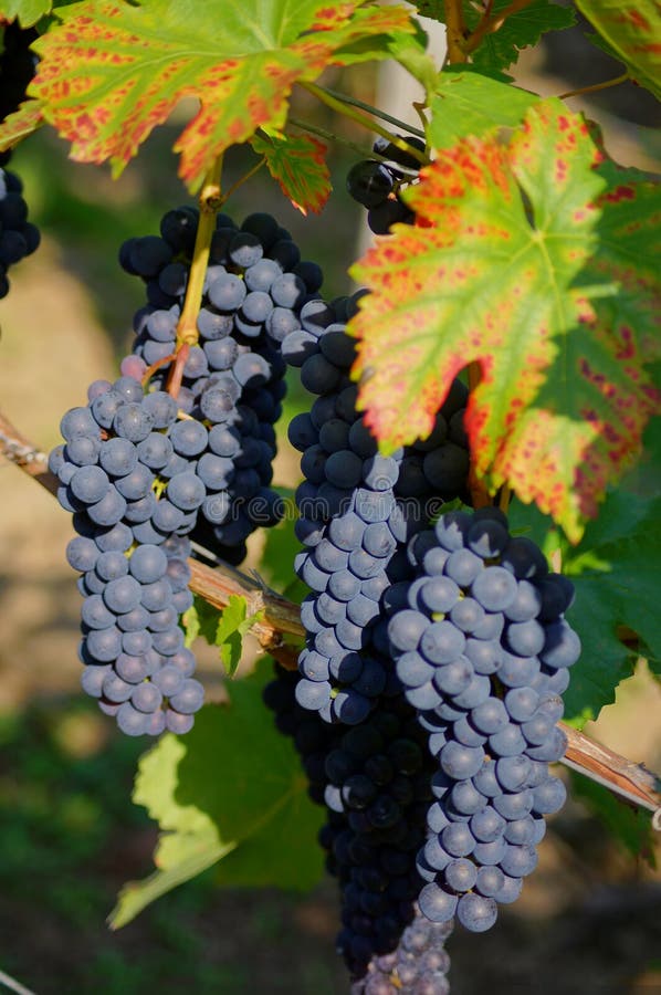 Red wine grapes stock image. Image of vineyard, grapes - 28065687