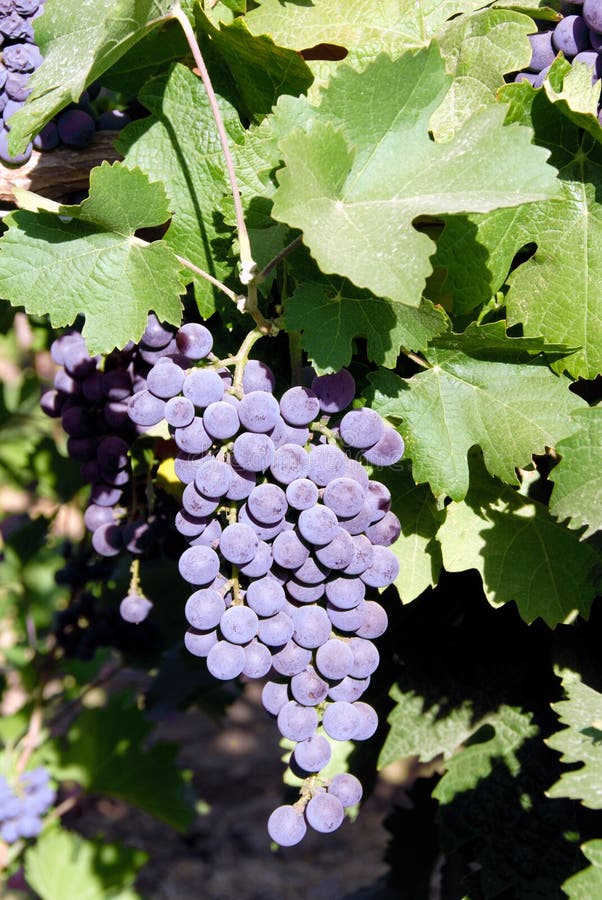 Cabernet Grapes stock photo. Image of cabernet, bottle - 1777018