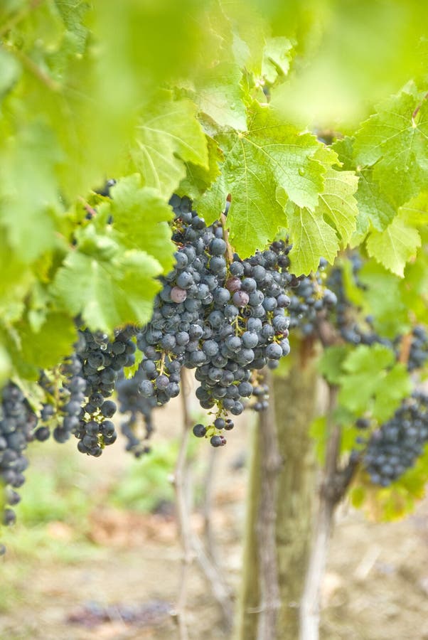 Vines Loaded with Syrah Grapes Stock Photo - Image of blue, vines: 8717074