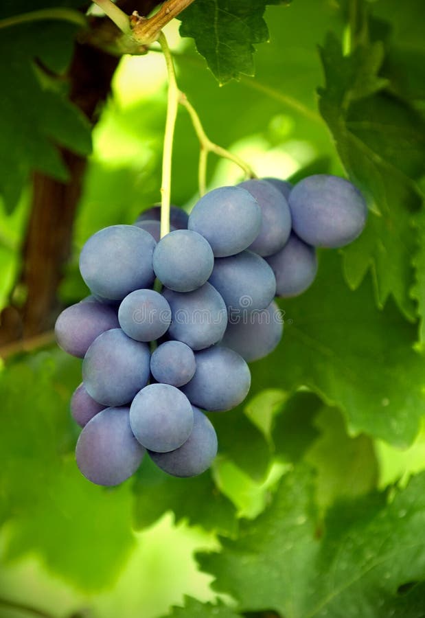 Red wine grapes stock image. Image of eating, food, industry - 34916689