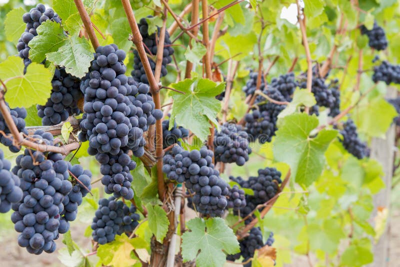 Red Wine Grapes Growing on Vines Stock Image - Image of grapes, season ...