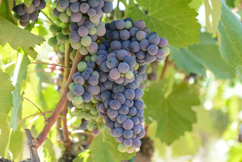 Red Wine Grapes stock image. Image of fresh, bunch, beverage - 38478443