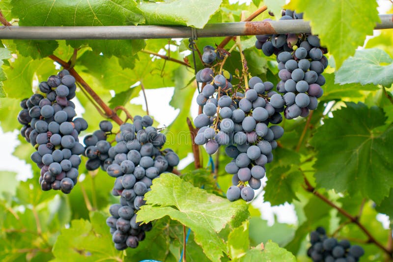 Red Wine Grapes on a Vine in a Vineyard Stock Photo - Image of bunch ...