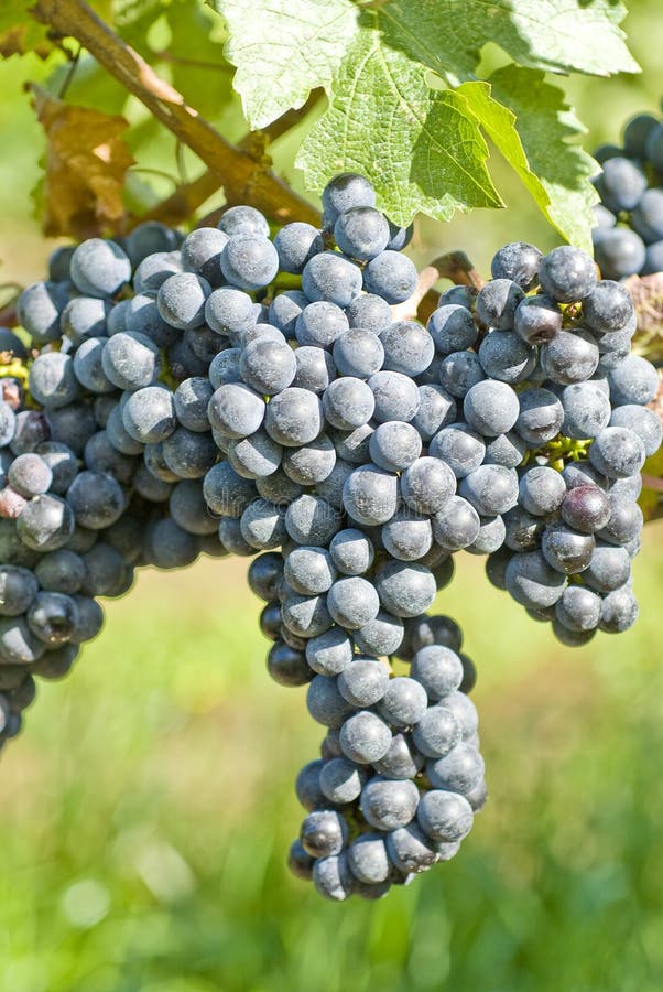 Red Wine Grapes in the Vineyard Stock Image - Image of pest, wine: 11303543