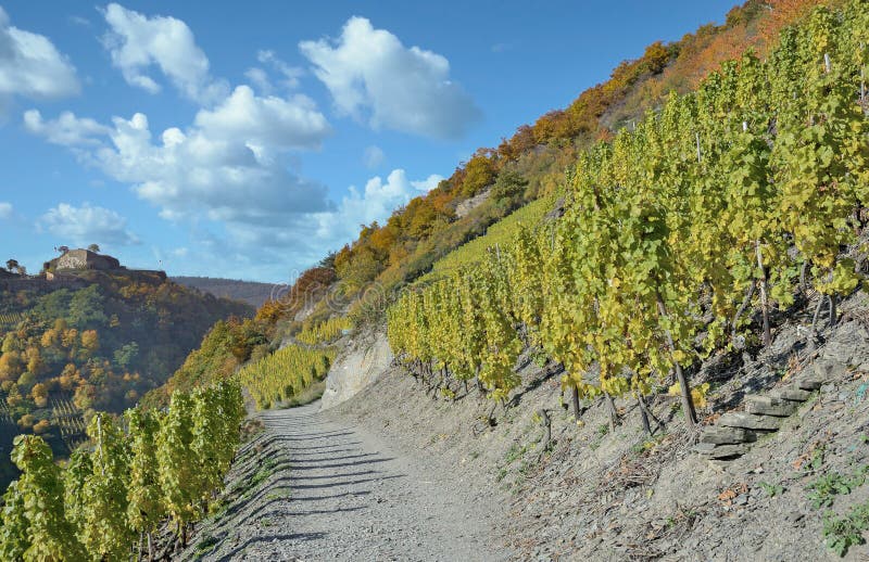 Red Wine Hiking Trail Near Mayschoss,Ahr Valley Stock Image - Image of ...