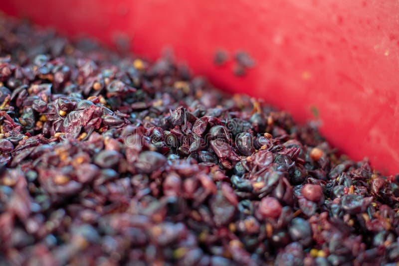 Fermentation Of Grape Must. Stock Image - Image of blue, rural: 111408327