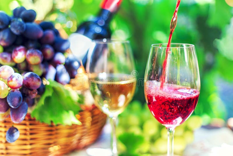 Red Wine is Poured into a Glass in the Summer at the Vineyard Stock ...