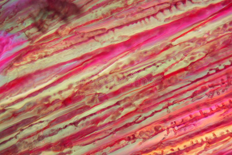 Red Wine Under Microscope Stock Photos - Free & Royalty-Free Stock ...