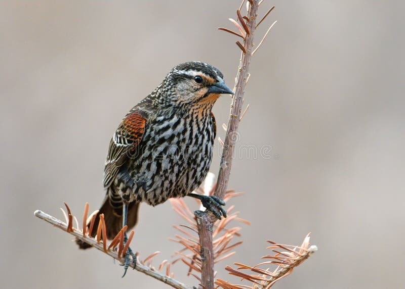Red-wing Bird Standing on Small Tree Branches on a Sunny Day with Blur ...
