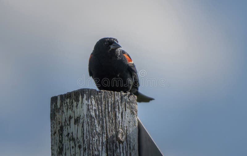 Red Wing Black Bird stock photo. Image of birdwatching - 269773720