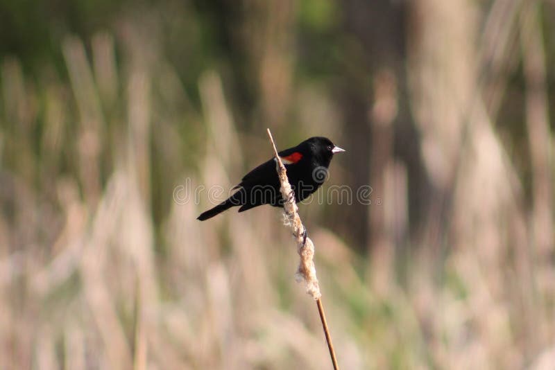 Red Wing Black Bird stock image. Image of wildanimals - 43523537
