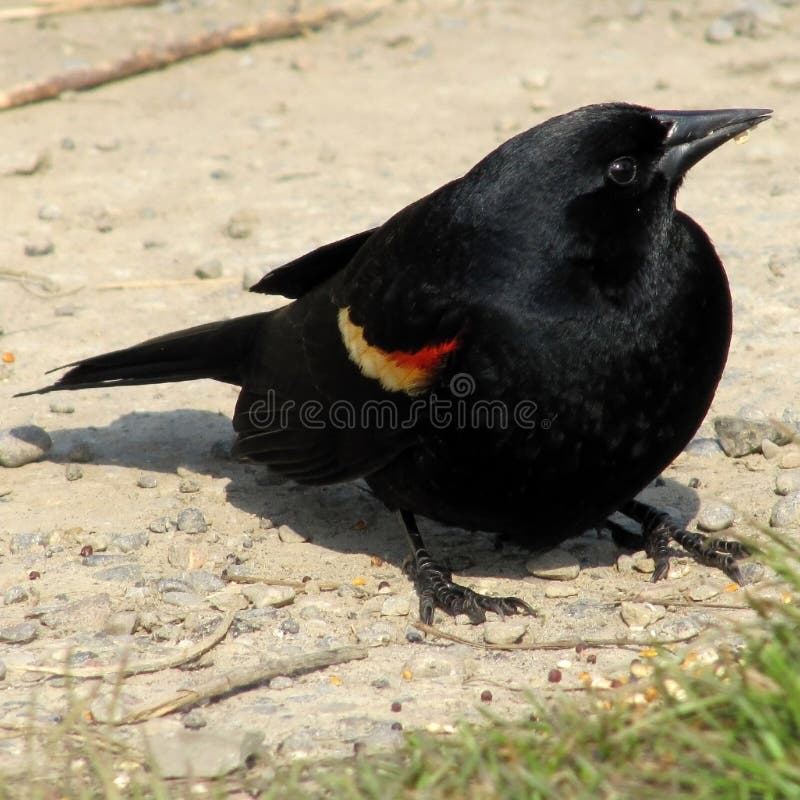 Red wing blackbird stock photo. Image of sitting, black - 14392092