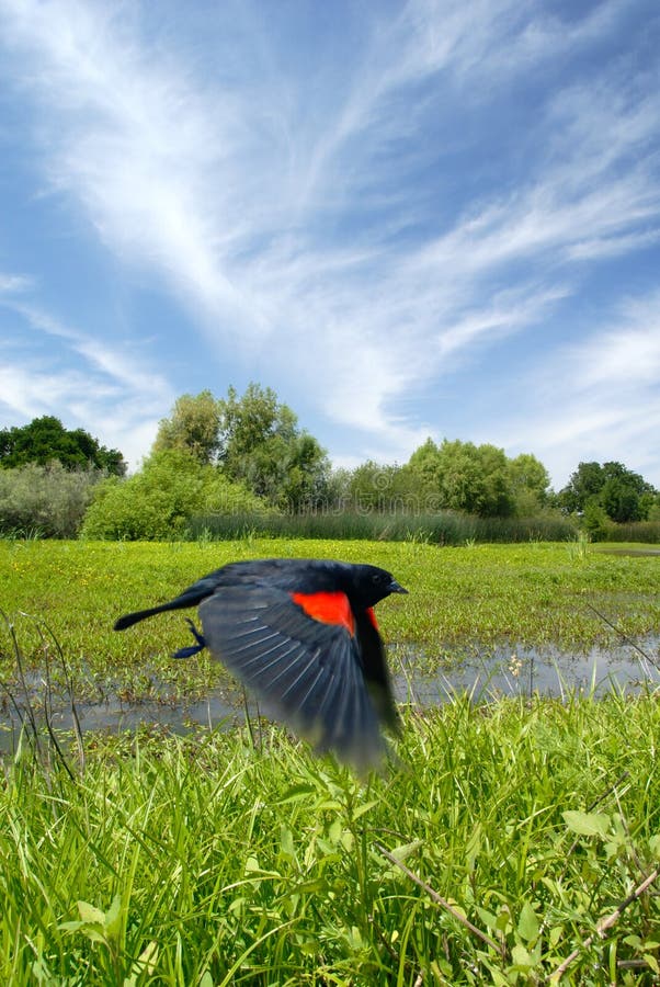 Red Wing Blackbird in Flight Stock Image - Image of flora, fauna: 2510461