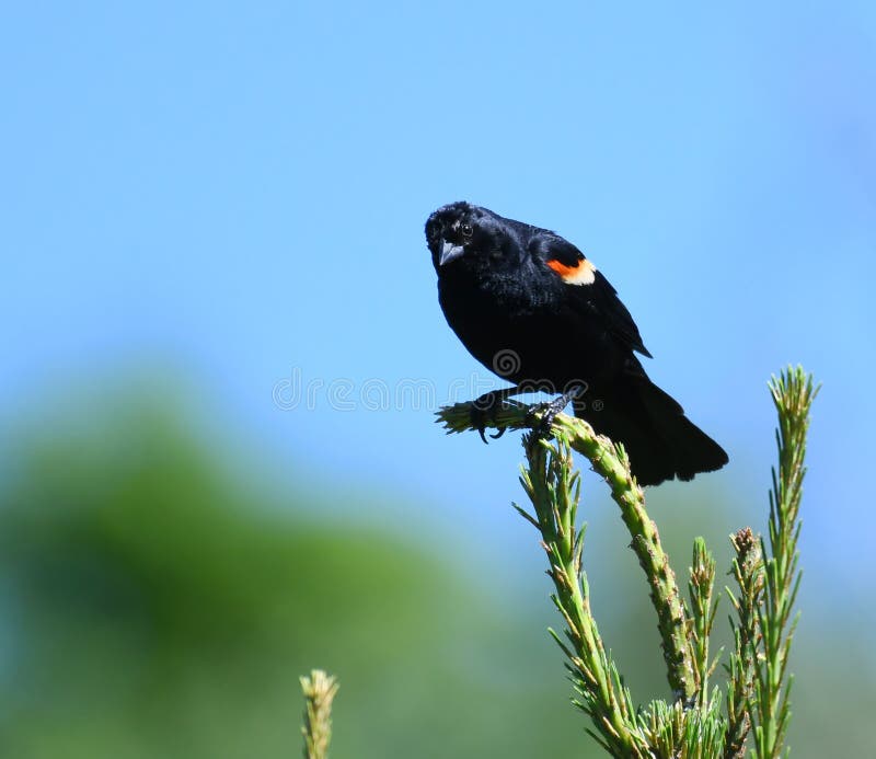 Red Wing Blackbird on the Pine Tree Branch Stock Image - Image of avian ...