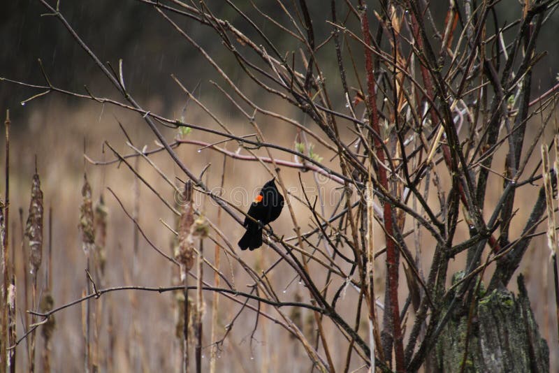 A Red Wing Blackbird Sitting on a Branch Stock Image - Image of ...