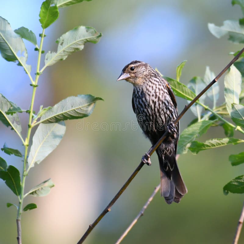 Red Wing Blackbird on the Tree Branch Stock Image - Image of closeup ...