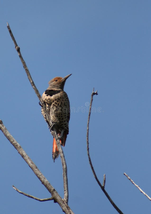 Red Wing Flicker stock photo. Image of breasted, beak - 29407080