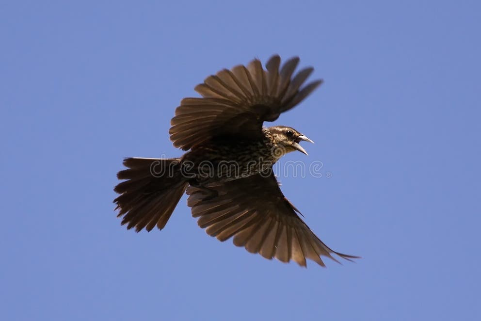Red wing in flight stock photo. Image of blackbird, blue - 10348224