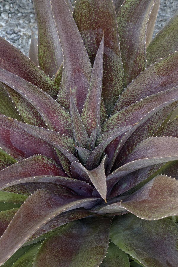 Red Wing Mangave plant stock image. Image of angiosperm - 168907949