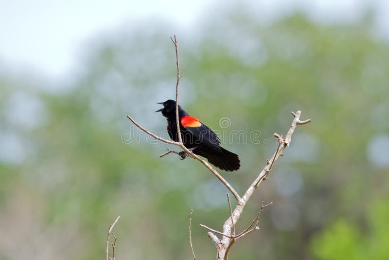 Red winged black bird stock image. Image of chirping - 14997499