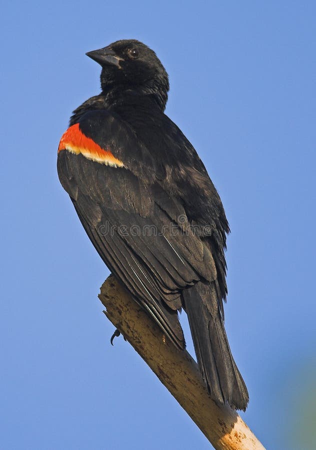 Red winged black bird stock image. Image of perched, orange - 988583