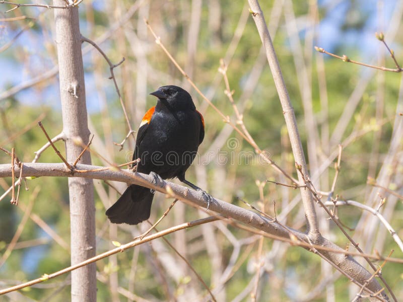 Red-winged Black Bird on Branch Stock Image - Image of park, winged ...
